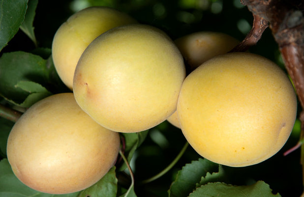 How to Grow 10 Favorite Fruit Trees at Home