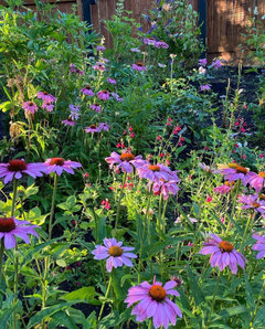 Random Garden Photos
