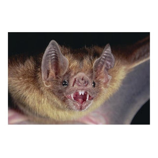 "Vampire Bat portrait, Costa Rica" Print by Michael and Patricia Fogden ...