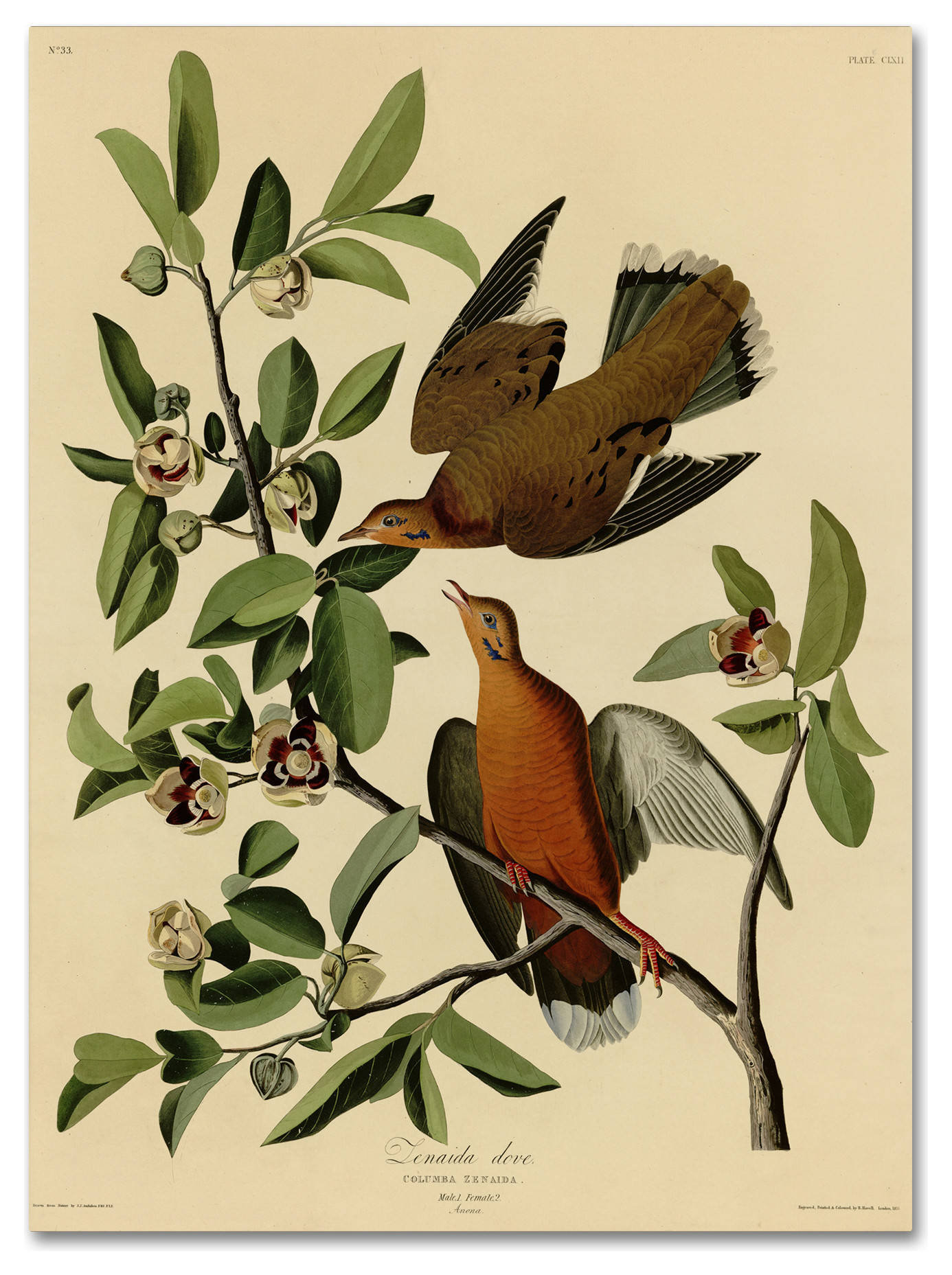 Audubon 'Zenaida Dovesplate 162' Canvas Art, 32"x 24" - Traditional ...