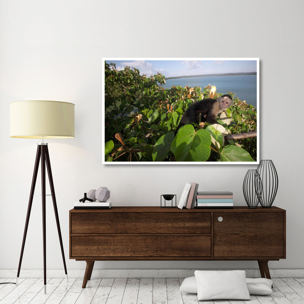 "White-faced Capuchin in canopy, Barro Colorado Island, Panama" Print ...