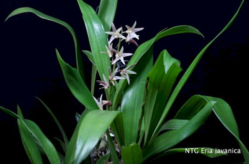 Eria javanica