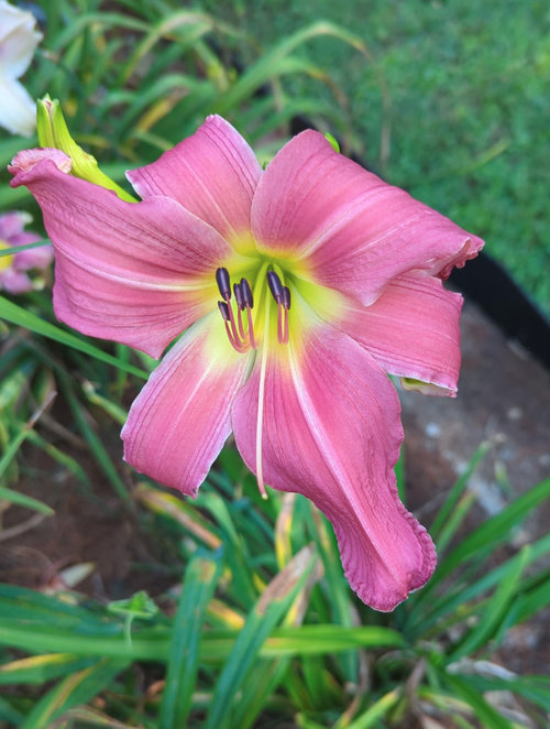 Another 3 inches of rain last night, peak perhaps | Houzz Forum