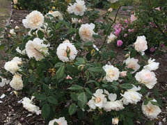 David Austin Discontinued Roses