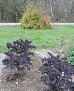 where are you on "continuous bloom" gardens?