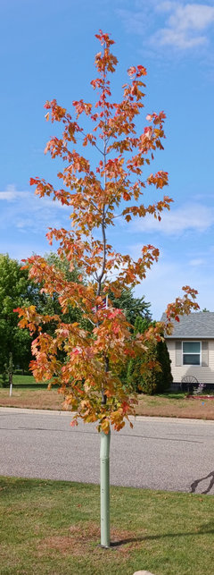 Fixing a "topped" young maple tree