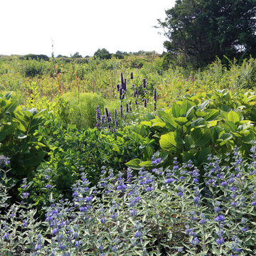 75 Beautiful Beach Style Garden Ideas & Designs - June 2024 | Houzz AU