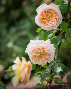 Bathsheba, a David Austin rose
