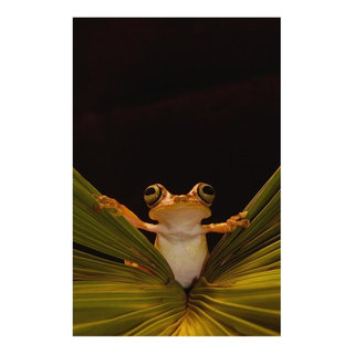 "Chachi Tree Frog, Choco Rainforest, Ecuador" Paper Art, 42"x62 ...