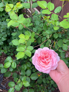 Rose ID help please