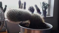 help!! my cactus is falling over