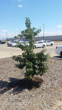 Quercus Urban Pinnacle oak tree