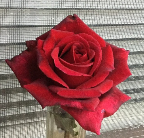 Your favorite and best red roses