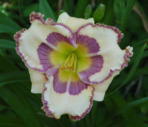 MIdseason Daylilies Starting and a Deer Fence Hangover