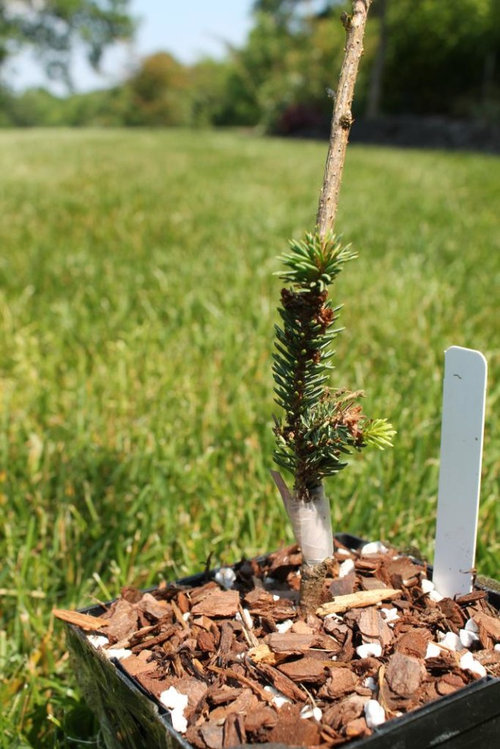 Conifer Grafts