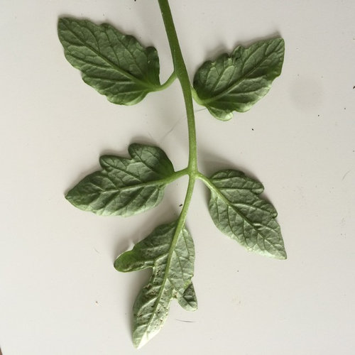 Start of fungal disease?