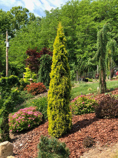 Narrow, bright gold/yellow conifer suggestions