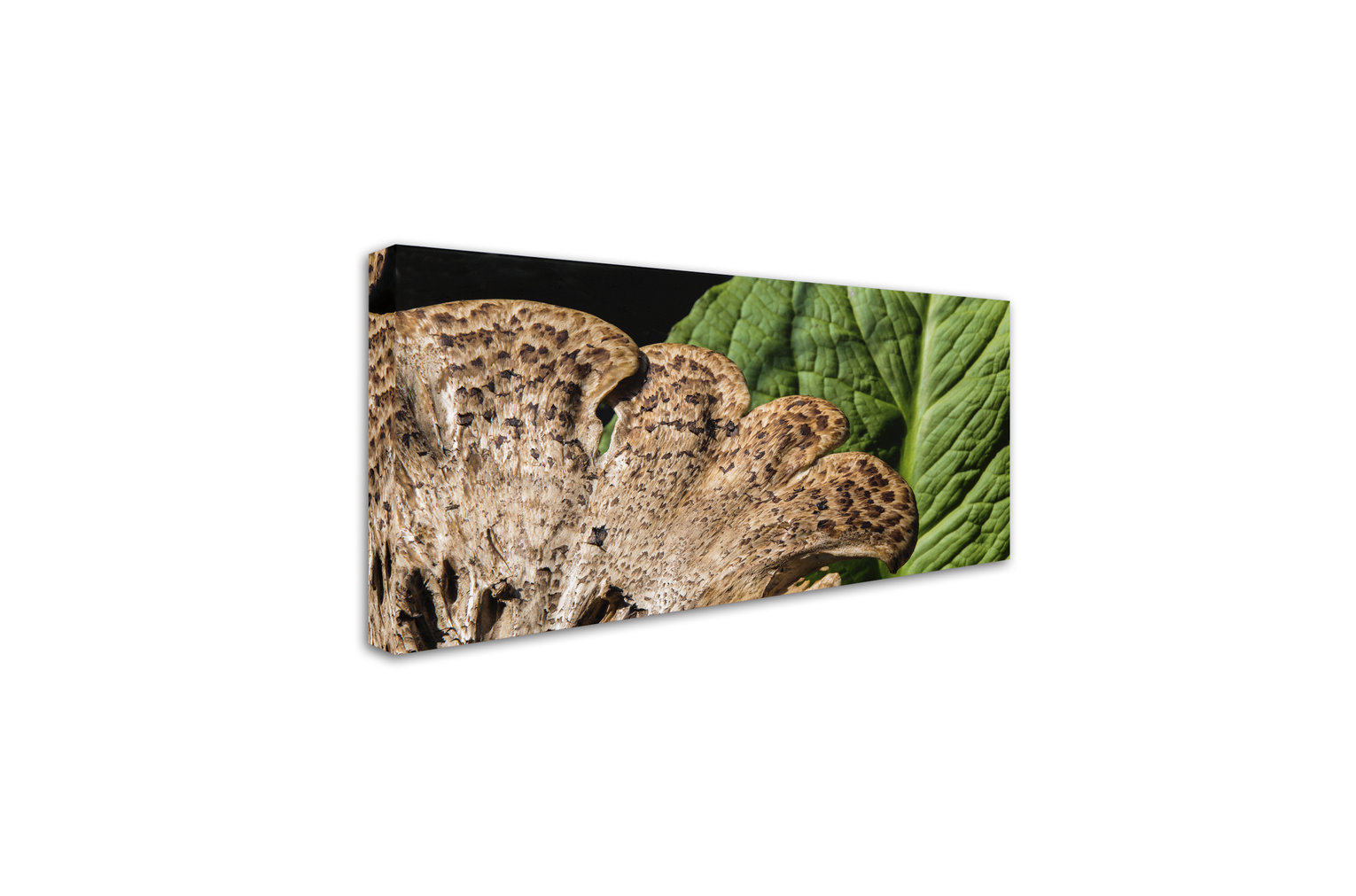 Kurt Shaffer 'Spring fungus' Canvas Art, 24"x12" - Contemporary ...