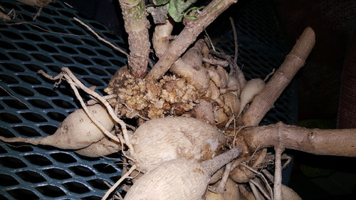 Leaf Gall Dahlias - Infoupdate Wallpaper Images