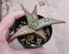 Small Aloe Species