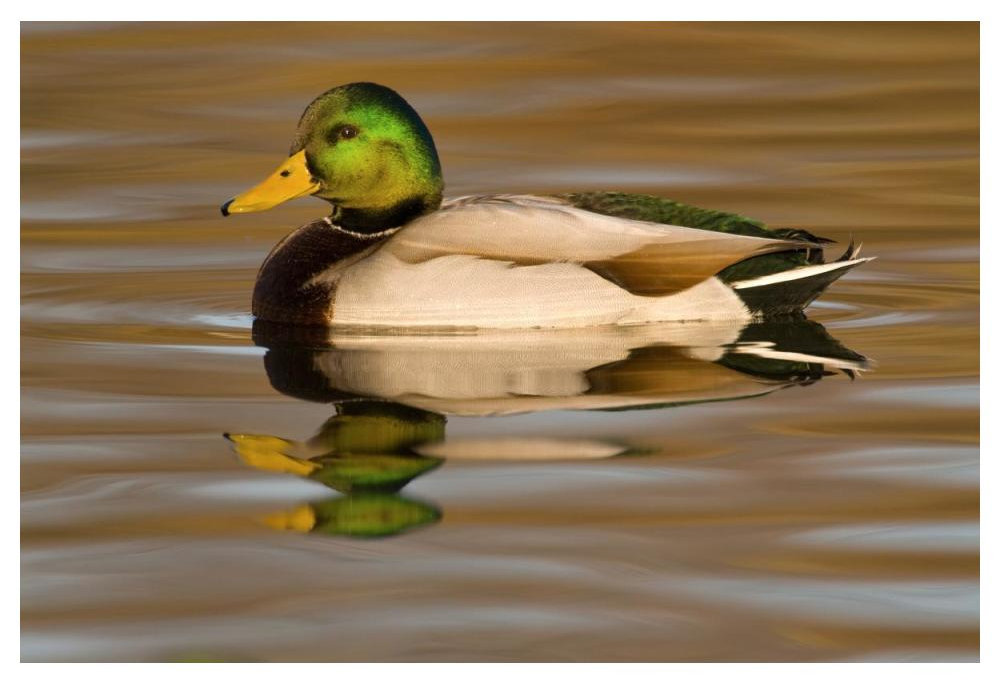 "Mallard swimming, Kellogg Bird Sanctuary, Michigan" Paper Art, 20"x14 ...