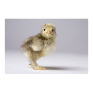 "Domestic Chicken, Banty Morph, About One Week After Hatching" Wall Art ...