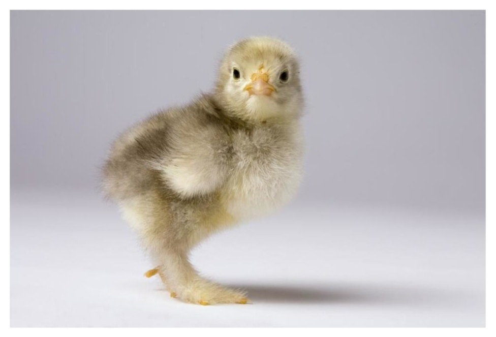 "Domestic Chicken, Banty Morph, About One Week After Hatching" Wall Art ...