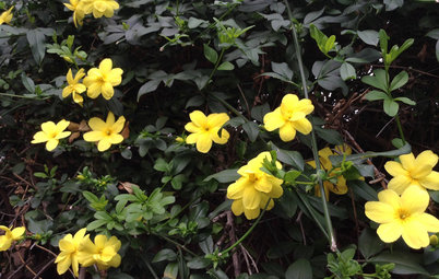 8 Essential Native Ground Cover Plants for the Southeast