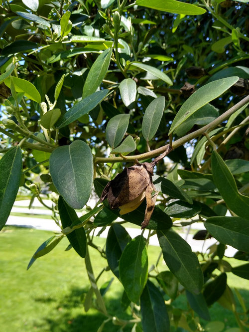 Help Identify This Tree - Pods Contain Stinging Fibers