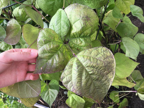 Why Are The Flowers Falling Off My Runner Beans | Best Flower Site