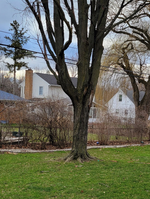 Raised brick tree ring