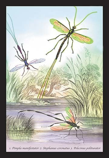 Insects: Pimpla Manifestator, Stephanus Coronatus, Et Al., 28" x 42 ...