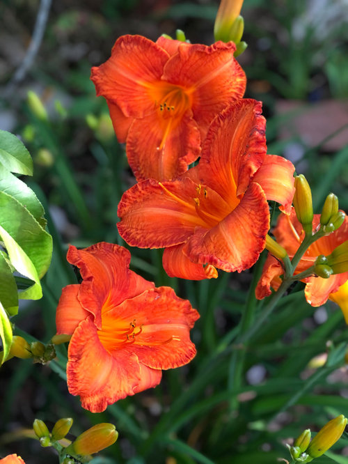 Finally a good bloom opening day