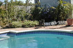 Standard 14 x 28 Pool