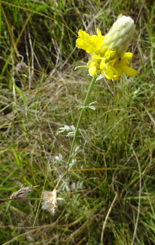 Fuzzy Yellow Coneflower?