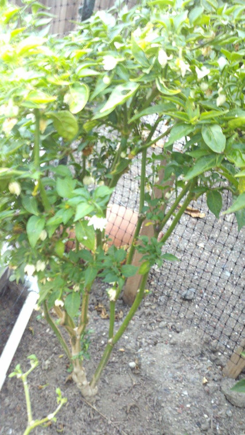 Short Stubby Peppers from my 1 year old plant