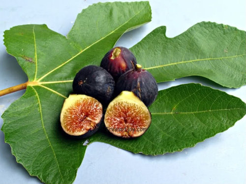 Negretta fig
