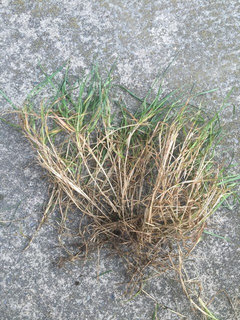 Bermudagrass or Nimblewill?