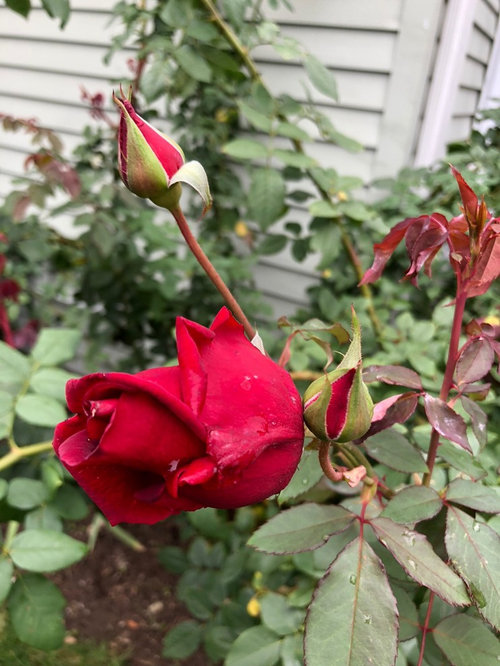 Climbing rose or tall rose bush?