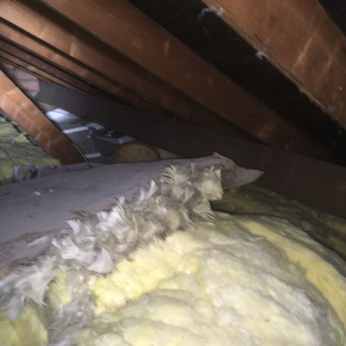 Loft joists ? dry rot | Houzz UK