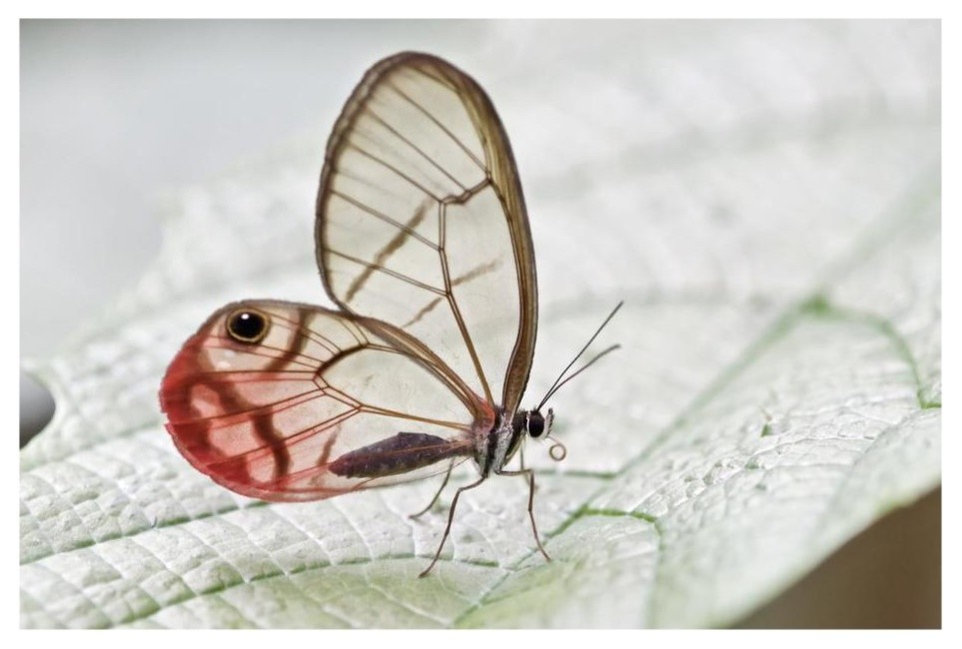 "Pink-Tipped Clearwing Satyr Butterfly, Mindo, Western Slope of Andes ...