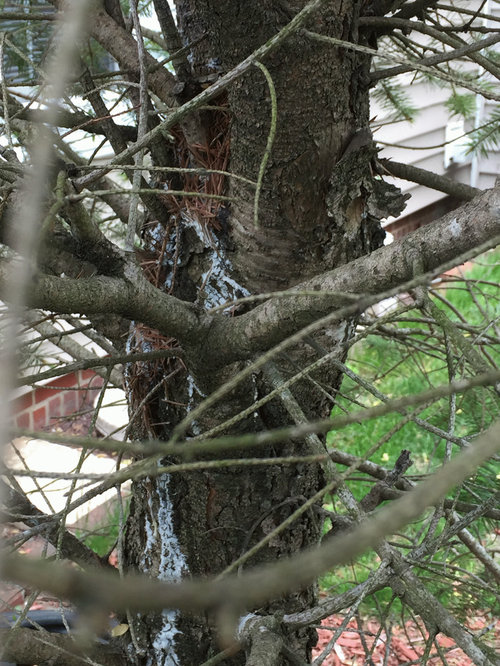 whitish-blue stain on trunk of evergreen