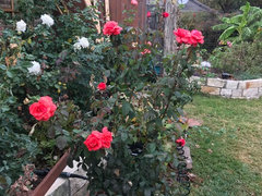 Which roses hold up best in high heat/humidity