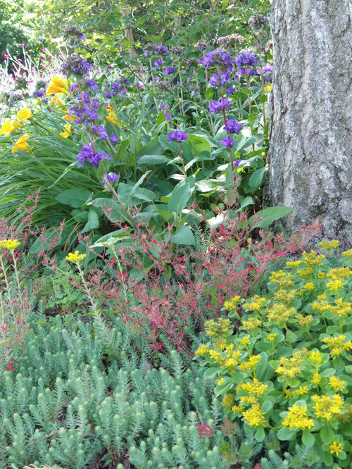 Random Garden Photos