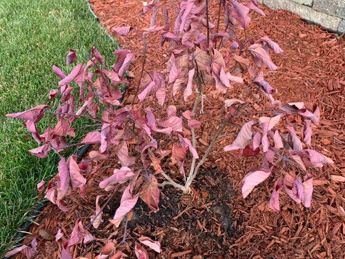 Smoke bush showing signs of infected by Verticillium Wilt | Houzz Forum