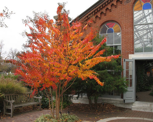 Crape Myrtle Fall Color | Houzz