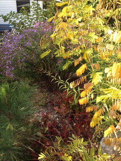 8 Perennials for Great Fall Color