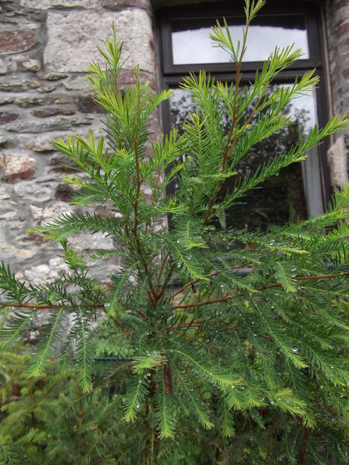 Taxodium mucronatum photo
