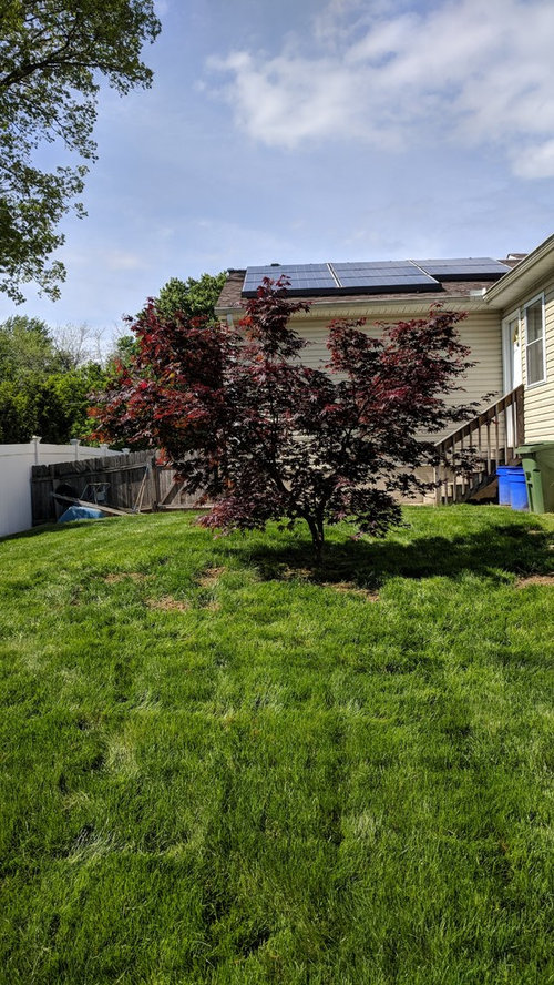 Need Advice on how to trim a Red Maple?