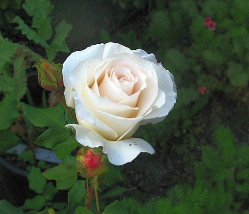 'Fragrant Lavender Simplicity' I hope plus some